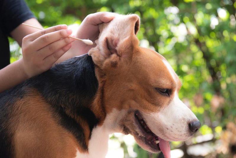 Ticks on a Dog's Ears: What You Should Know | Great Pet Care