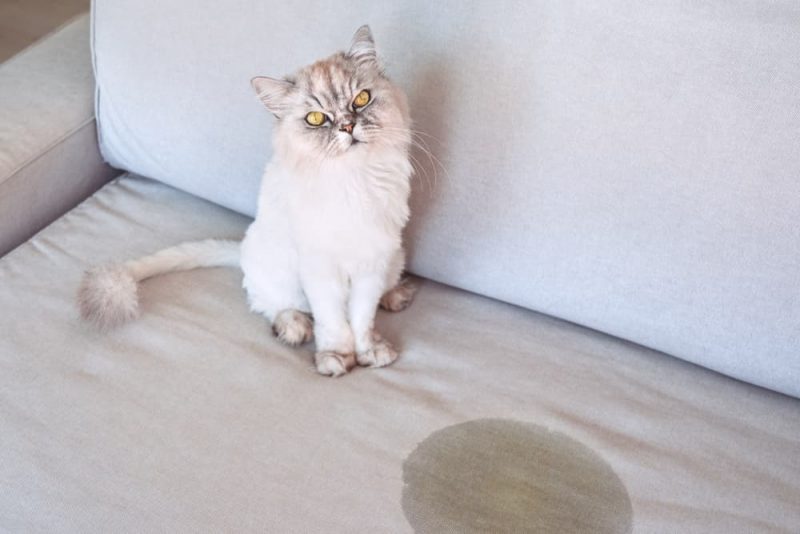 Cat Peeing Everywhere: 10 Tips to Address the Mess | Great Pet Care