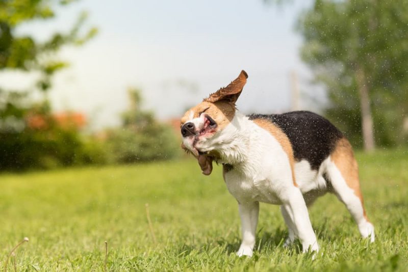Allergy Shots for Dogs: Does Your Pup Need Them? | Great Pet Care