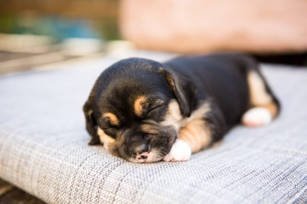 When Do Puppies Open Their Eyes? | Great Pet Care