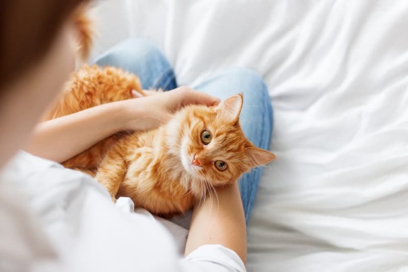 Cat Chin Acne: Why it Happens and How to Help | Great Pet Care