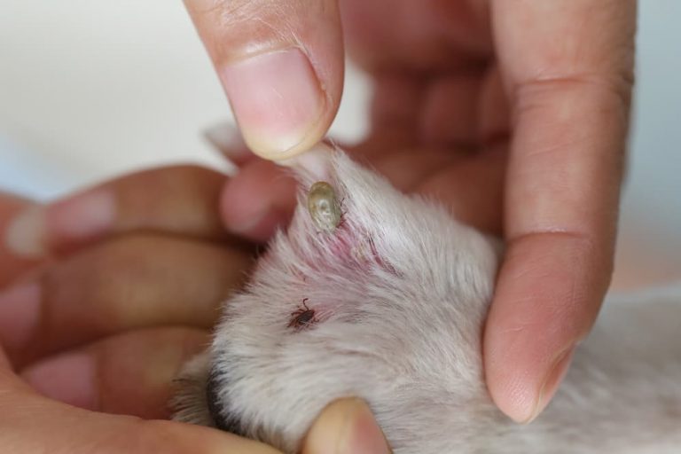 Ticks on a Dog's Ears: What You Should Know | Great Pet Care