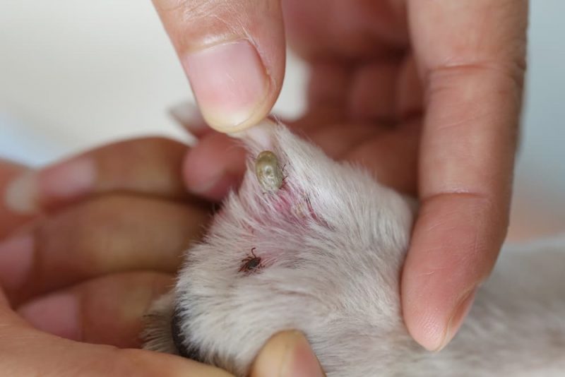 Ticks on a Dog's Ears: What You Should Know | Great Pet Care