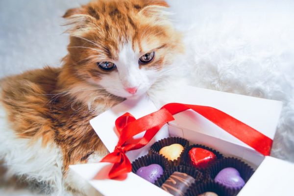 Can Cats Eat Chocolate? | Great Pet Care