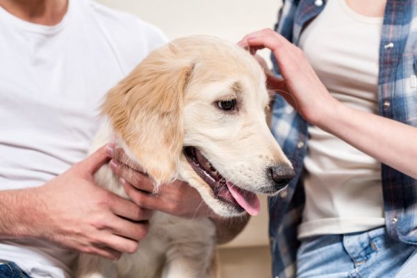 Ticks on a Dog's Ears: What You Should Know | Great Pet Care