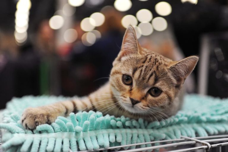 28 Good Girl Cat Names for Your Prissy Pet | Great Pet Care