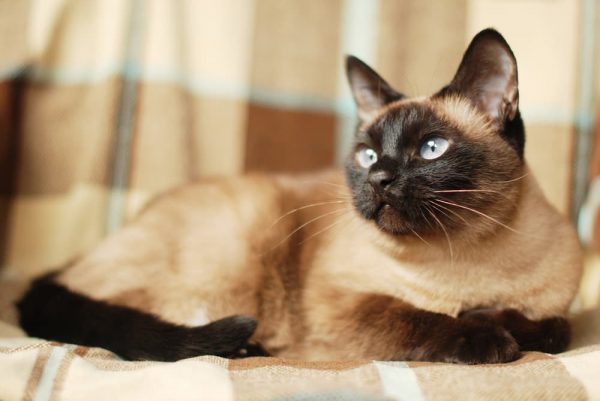 62 Best Siamese Cat Names | Great Pet Care