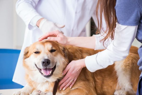 Skin Tags on Dogs: How to Identify and Treat Them | Great Pet Care