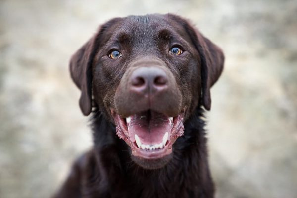 94 Brown Dog Names for Chocolate-Colored Pups | Great Pet Care