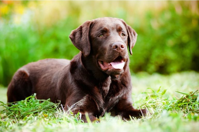 94 Brown Dog Names for Chocolate-Colored Pups | Great Pet Care