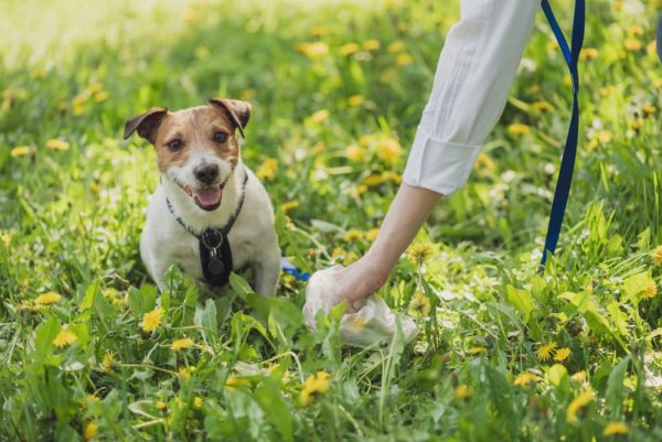 Soft Dog Poop: Causes and How to Help | Great Pet Care