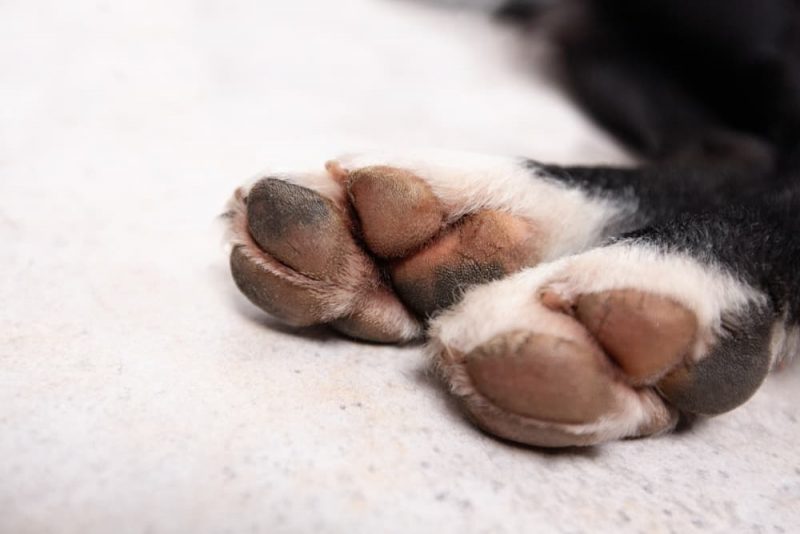 Cracked Dog Paws: Tips and Treatments | Great Pet Care