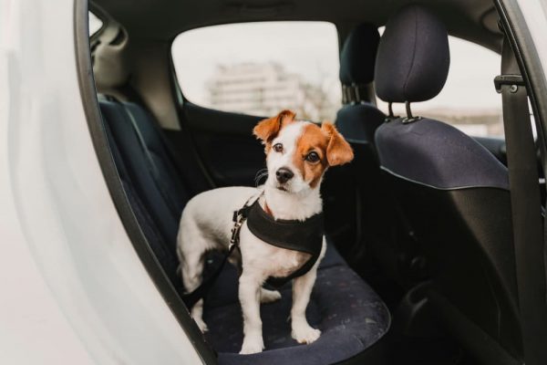 Dog Car Anxiety: How to Make Trips Stress Free | Great Pet Care