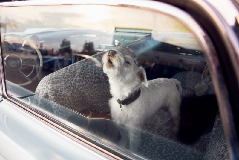 Dog Car Anxiety: How to Make Trips Stress Free | Great Pet Care