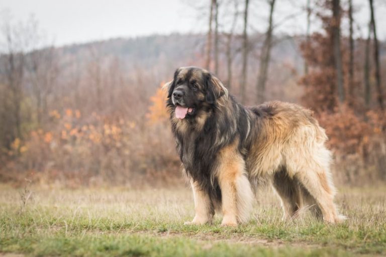 Here's the 8 Types of Mountain Dog Breeds | Great Pet Care