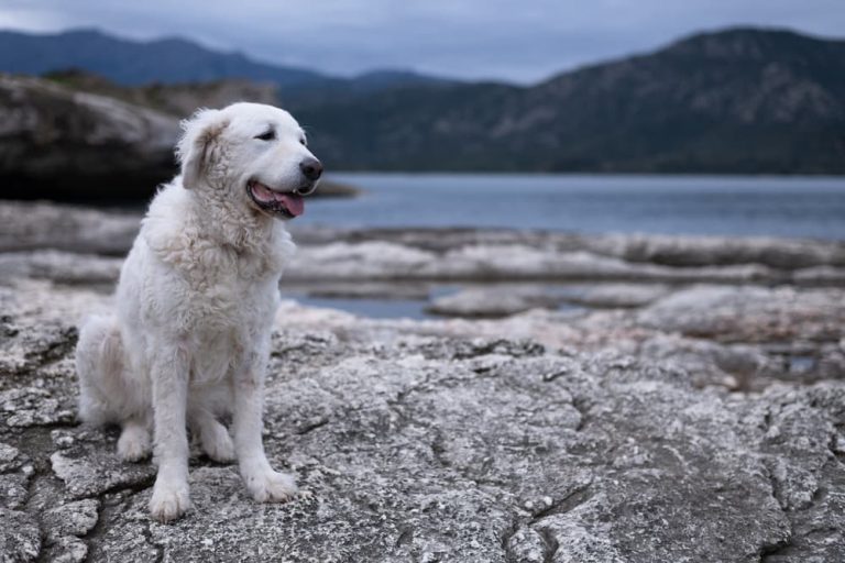 Here's the 8 Types of Mountain Dog Breeds | Great Pet Care