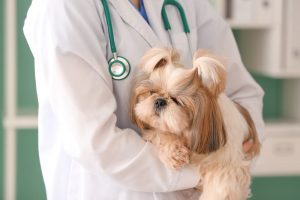 Hemorrhagic Gastroenteritis (HGE) in Dogs | Great Pet Care
