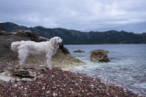 Here's the 8 Types of Mountain Dog Breeds | Great Pet Care