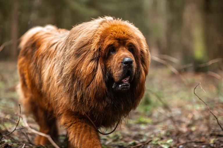 Here's the 8 Types of Mountain Dog Breeds | Great Pet Care