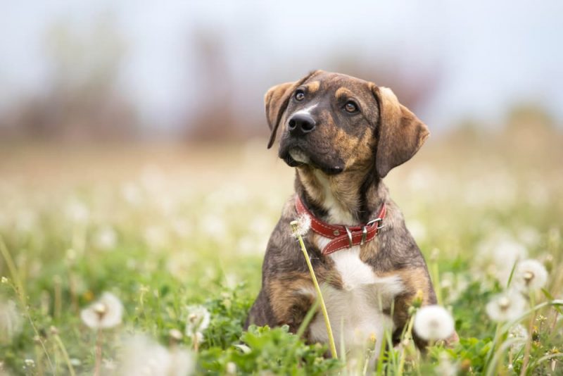 Soft Dog Poop: Causes and How to Help | Great Pet Care