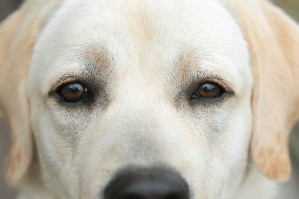 Skin Tags on Dogs: How to Identify and Treat Them | Great Pet Care