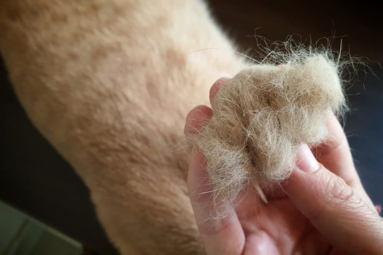 Cat Hairballs: Why They Happen and How to Handle Them | Great Pet Care
