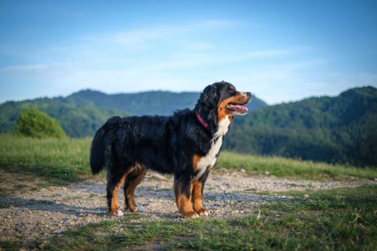 Here's the 8 Types of Mountain Dog Breeds | Great Pet Care