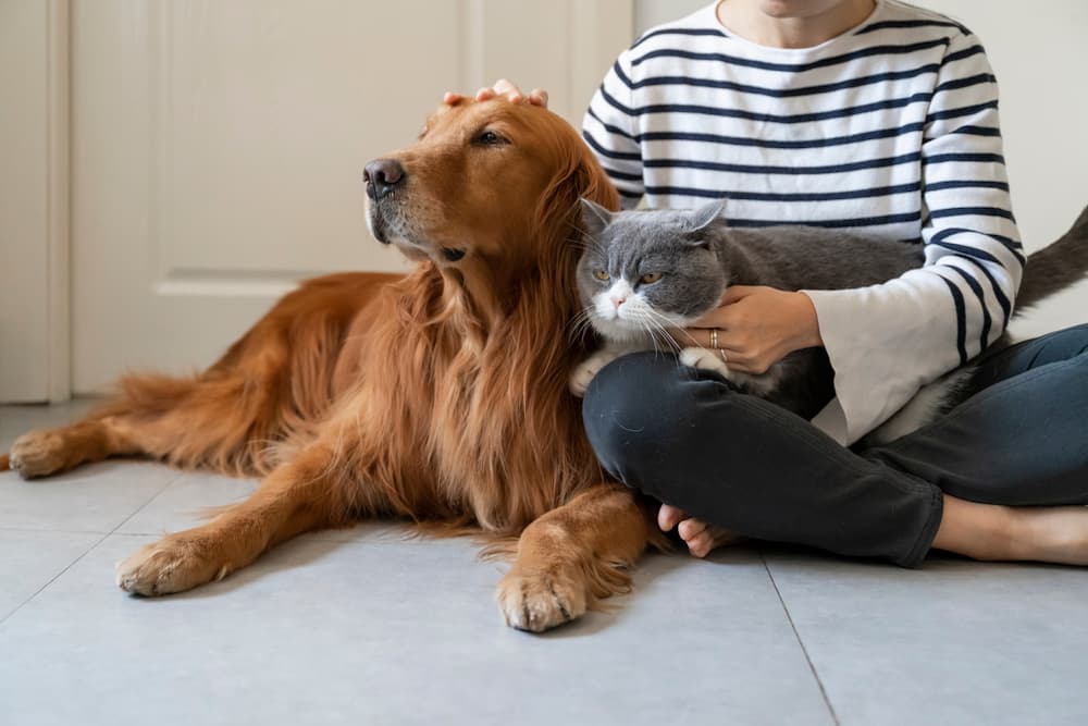 Pet Dander Tips For Dealing With Allergies Great Pet Care