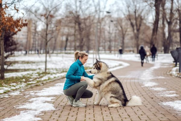 Cracked Dog Paws: Tips and Treatments | Great Pet Care