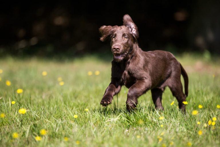 94 Brown Dog Names for Chocolate-Colored Pups | Great Pet Care