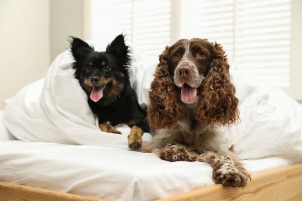 Pet Dander: Tips for Dealing with Allergies | Great Pet Care
