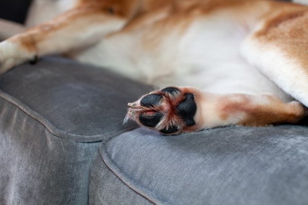 Cracked Dog Paws: Tips and Treatments | Great Pet Care