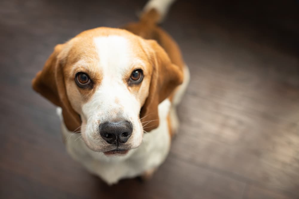 A Good Name For A Brown Dog A Good Name For A Brown Dog