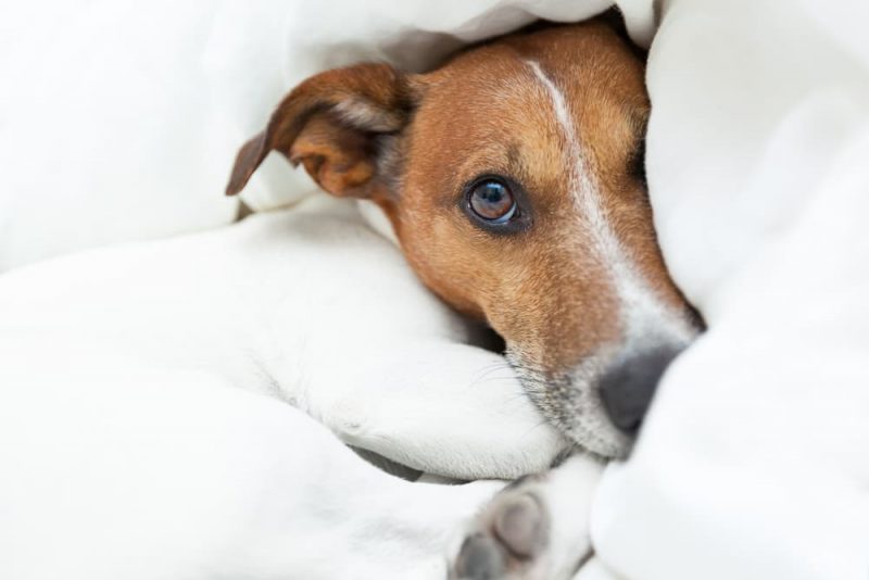 Hemorrhagic Gastroenteritis (HGE) in Dogs | Great Pet Care