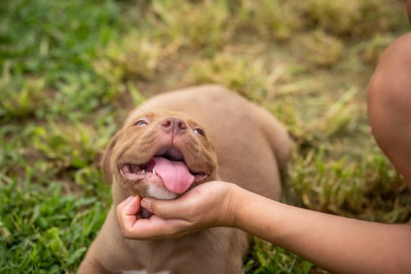 94 Brown Dog Names for Chocolate-Colored Pups | Great Pet Care