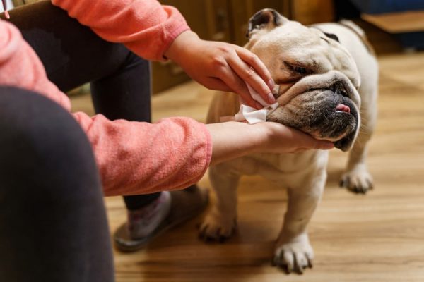 Can You Use Baby Wipes on Dogs? | Great Pet Care