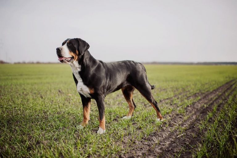 Here's the 8 Types of Mountain Dog Breeds | Great Pet Care