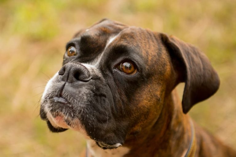 94 Brown Dog Names for Chocolate-Colored Pups | Great Pet Care