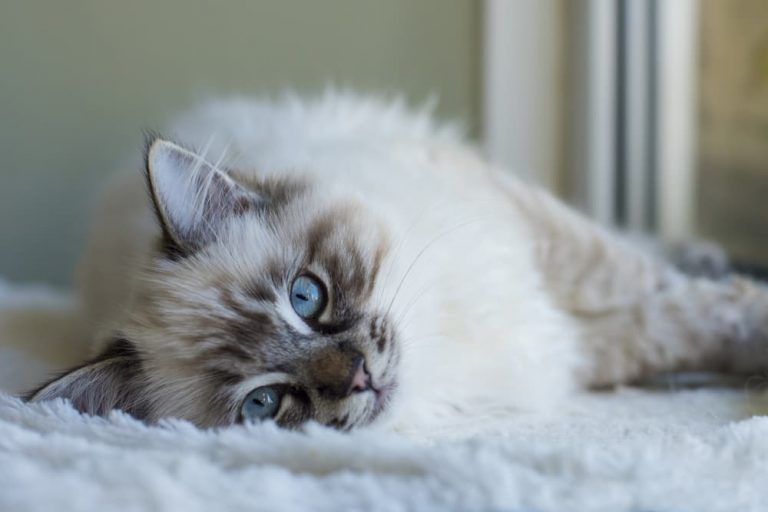 Cat Hairballs: Why They Happen and How to Handle Them | Great Pet Care