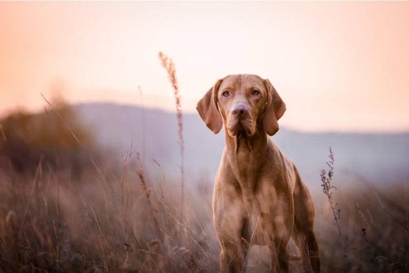 Soft Dog Poop: Causes and How to Help | Great Pet Care