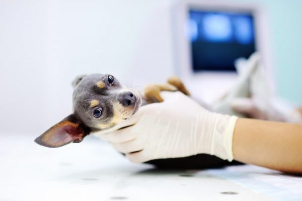 Soft Dog Poop: Causes and How to Help | Great Pet Care
