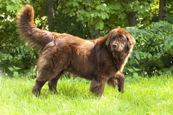 Here's the 8 Types of Mountain Dog Breeds | Great Pet Care