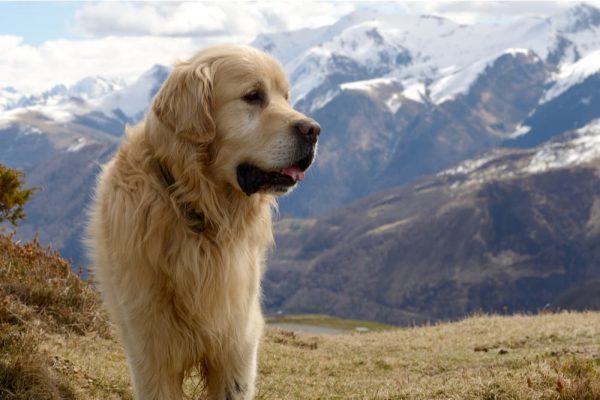 Here's the 8 Types of Mountain Dog Breeds | Great Pet Care