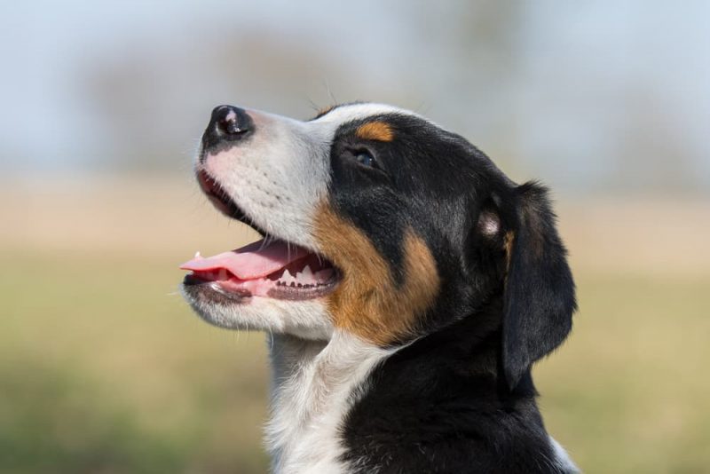 Here's the 8 Types of Mountain Dog Breeds | Great Pet Care