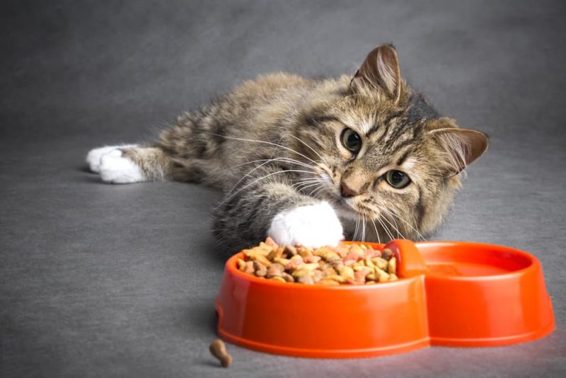 Why Is My Cat Throwing Up Food? | Great Pet Care