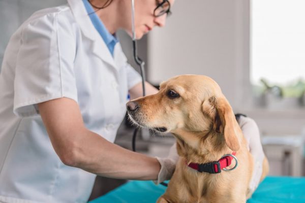 Hemorrhagic Gastroenteritis (HGE) in Dogs | Great Pet Care