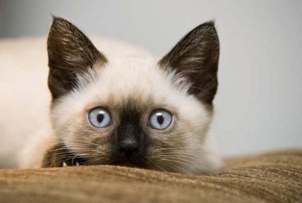 62 Best Siamese Cat Names | Great Pet Care