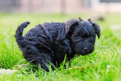 Soft Dog Poop: Causes and How to Help | Great Pet Care