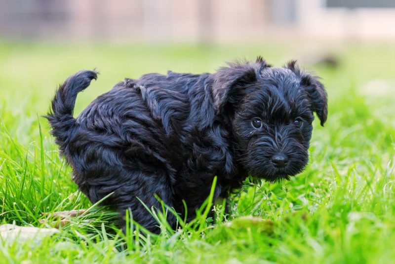 Soft Dog Poop: Causes and How to Help | Great Pet Care