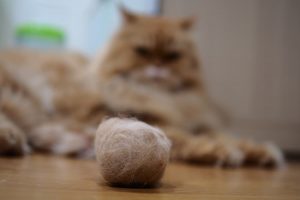 Cat Hairballs: Why They Happen and How to Handle Them | Great Pet Care